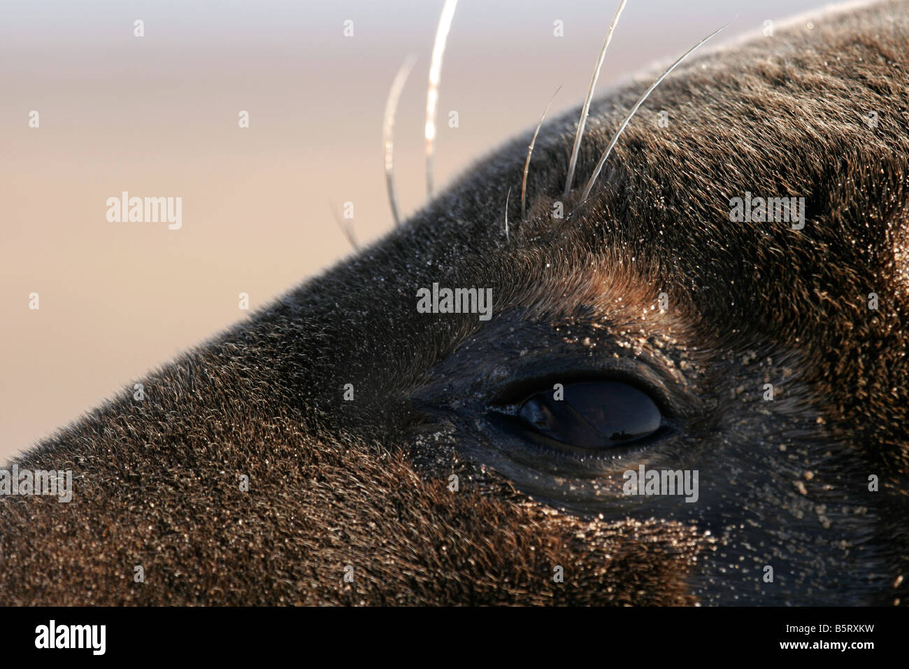Grey seal eye Stock Photo - Alamy