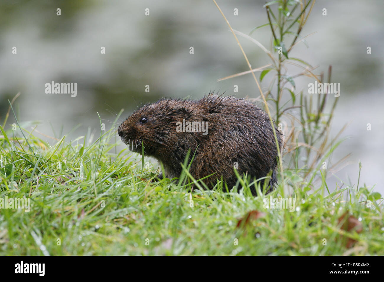 Water Vole Arvicola terrestris single adult resting on grassy river ...