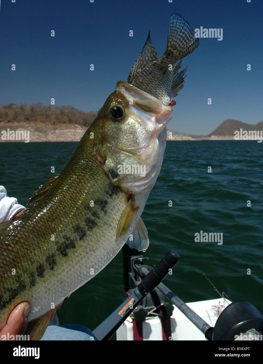 A largemouth bass on Lake Mateos in Sinaloa, Mexico attempted to ...