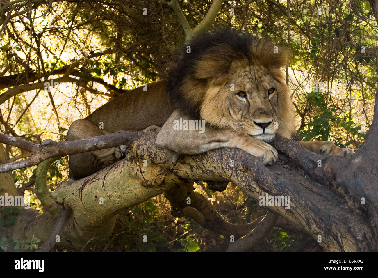 Lion in tree hi-res stock photography and images - Alamy