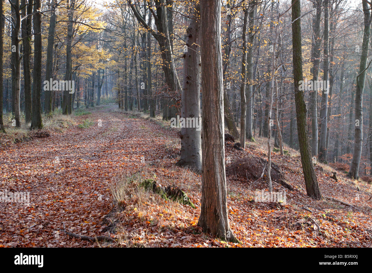 Beech tree forest fall autumn hi-res stock photography and images - Alamy