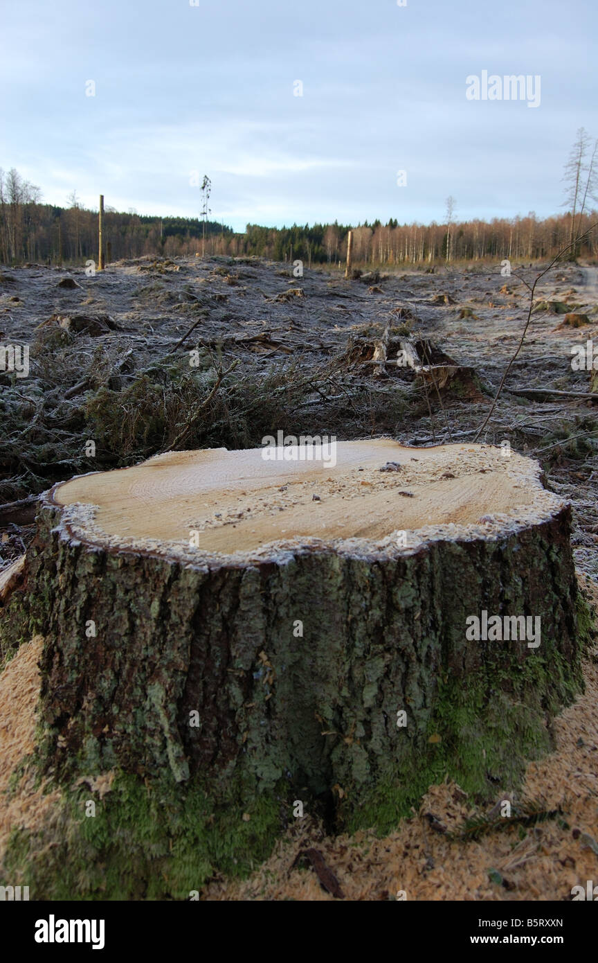 Pine tree after felling Stock Photo - Alamy