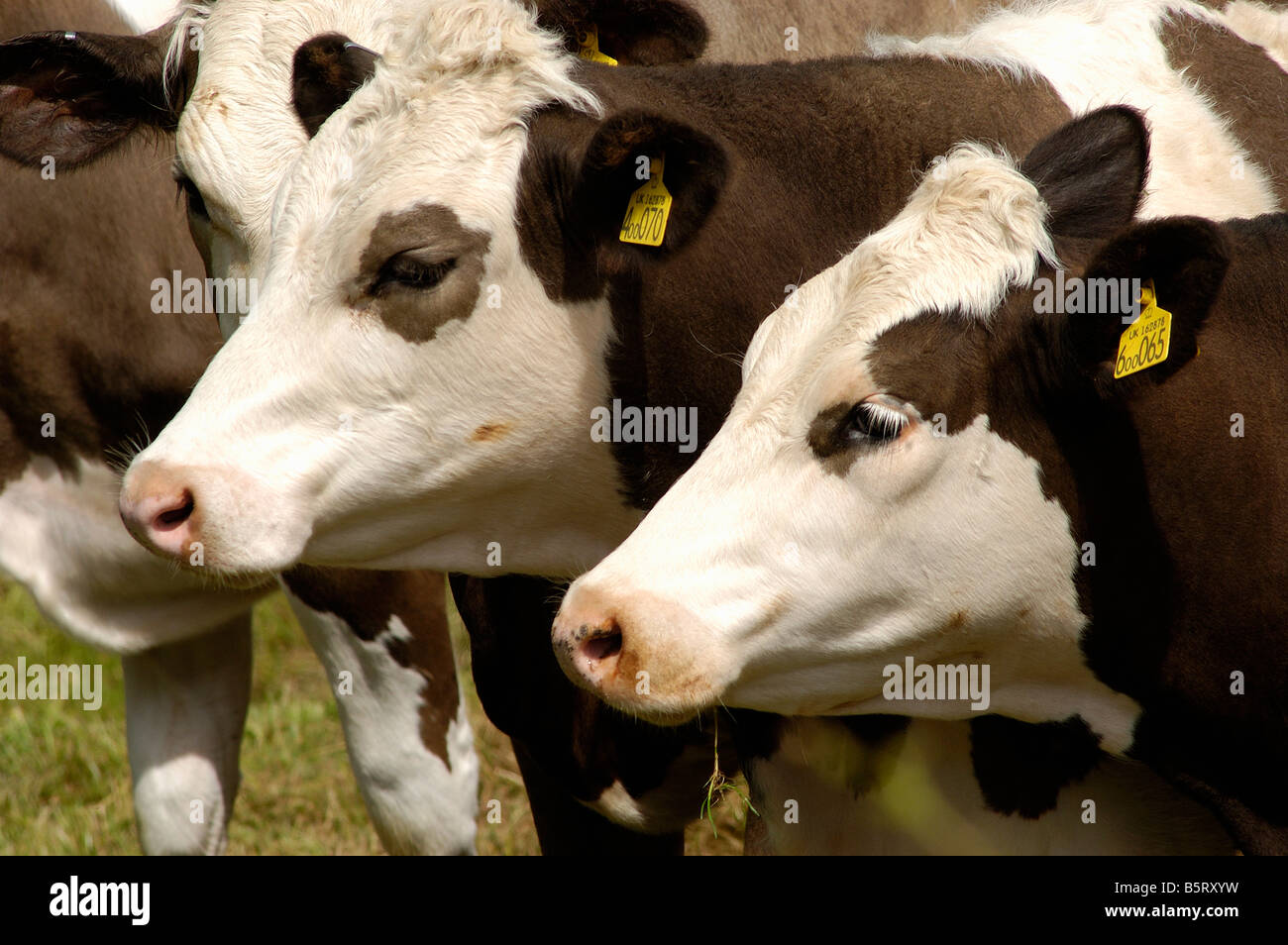 Three cows heads hi-res stock photography and images - Alamy