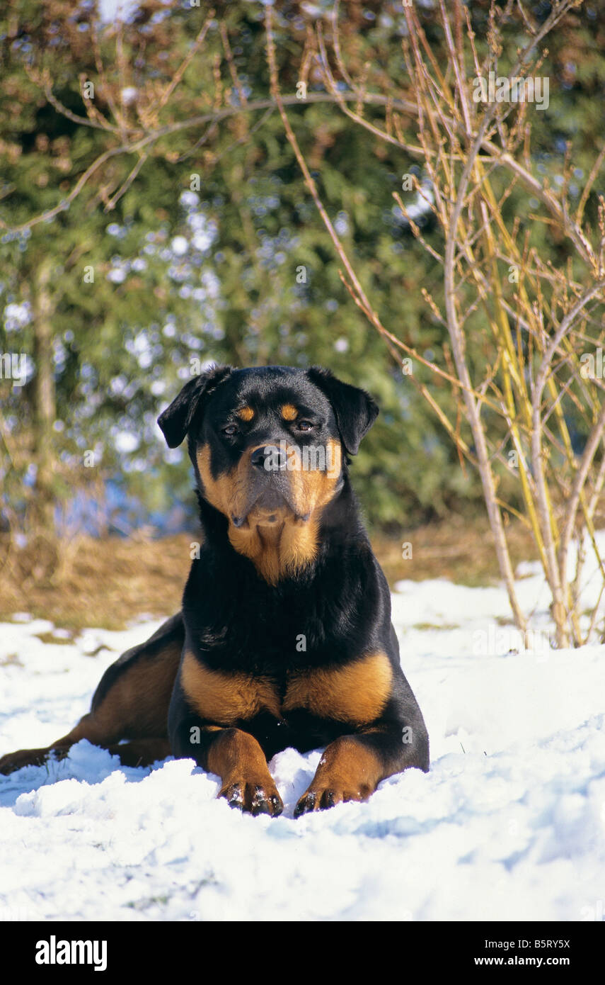 Rottweiler winter hi-res stock photography and images - Alamy