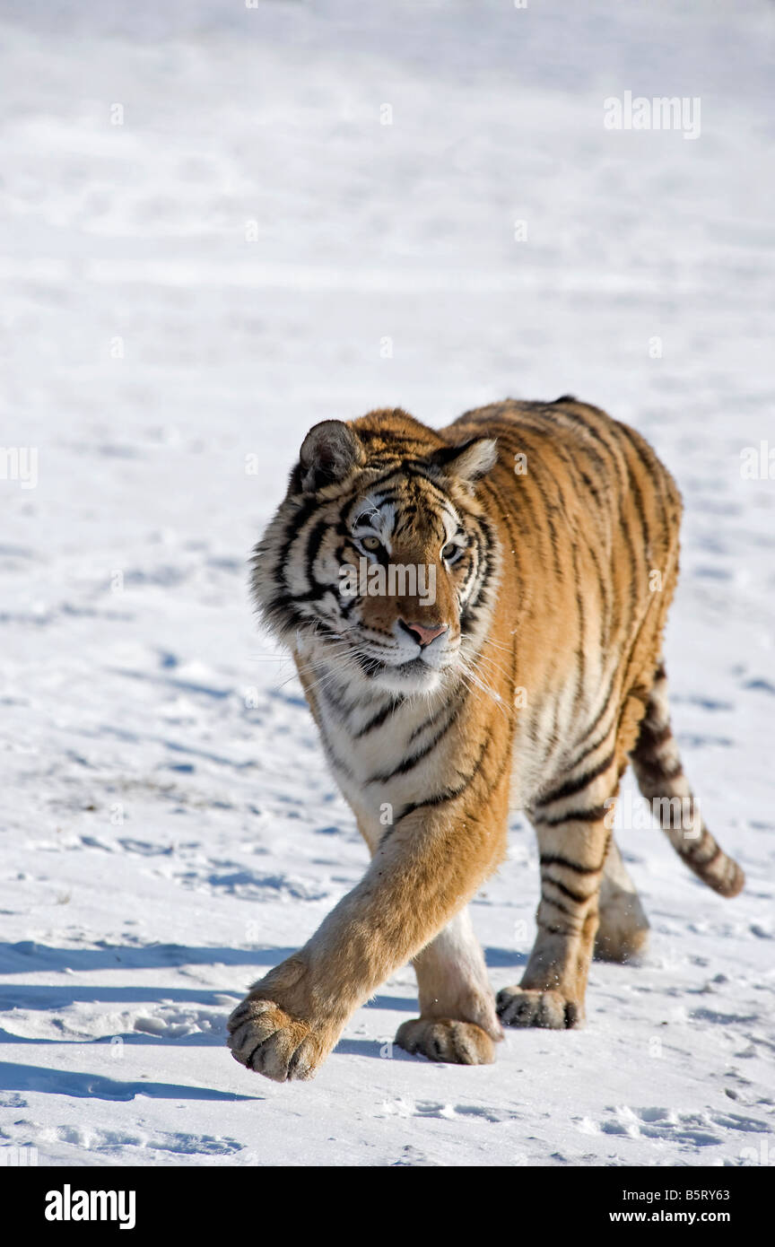 Amur or Siberian tiger Panthera tigris altaica walking on snow in north east China Heilongjiang ...