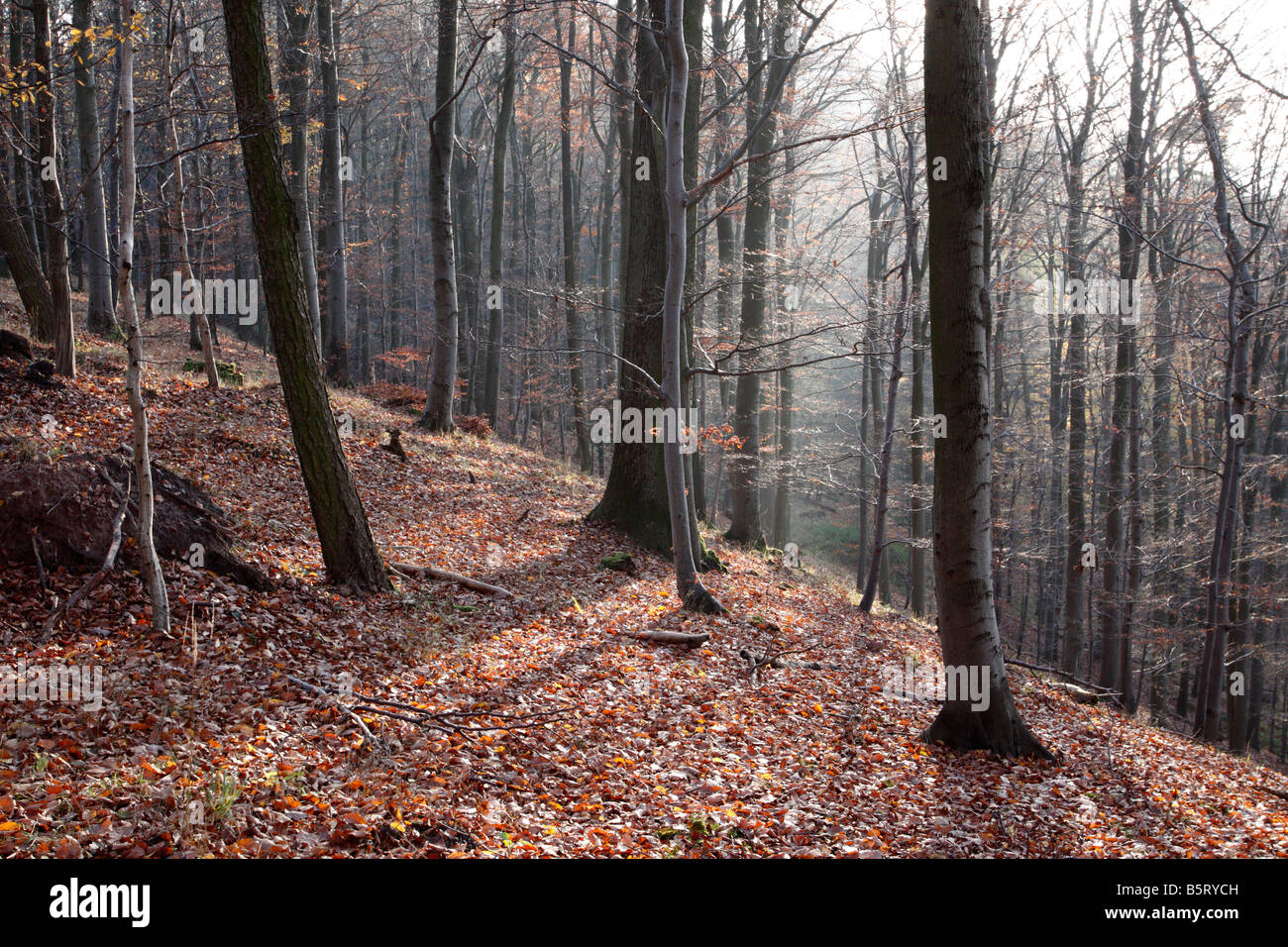 Bavarian beech hi-res stock photography and images - Alamy