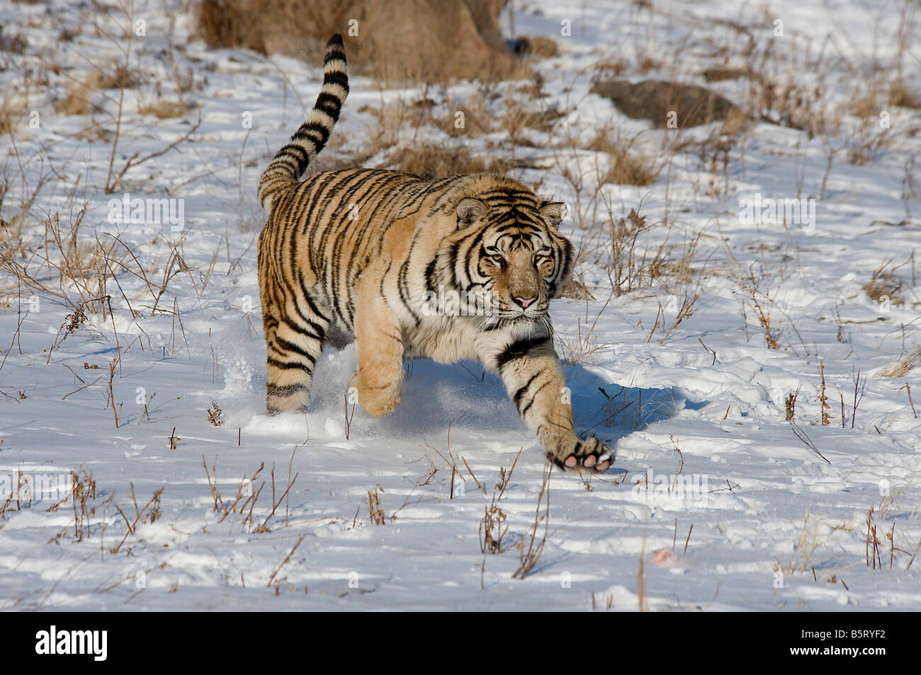 Amur or Siberian tiger Panthera tigris altaica running in snow Heilongjiang China Stock Photo ...