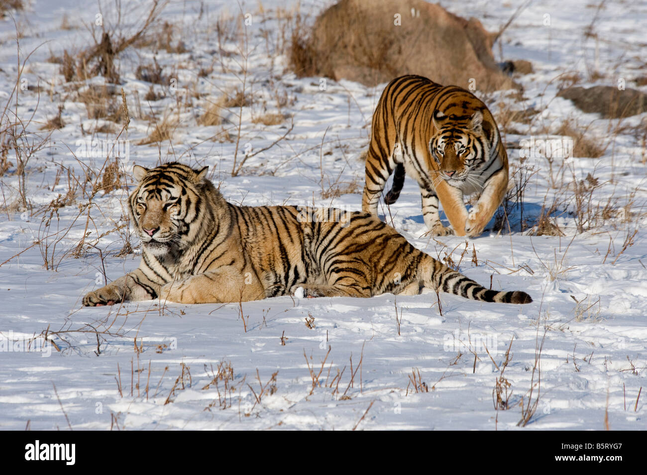 Amur or Siberian tigers Panthera tigris altaica in snow Heilongjiang China Stock Photo - Alamy