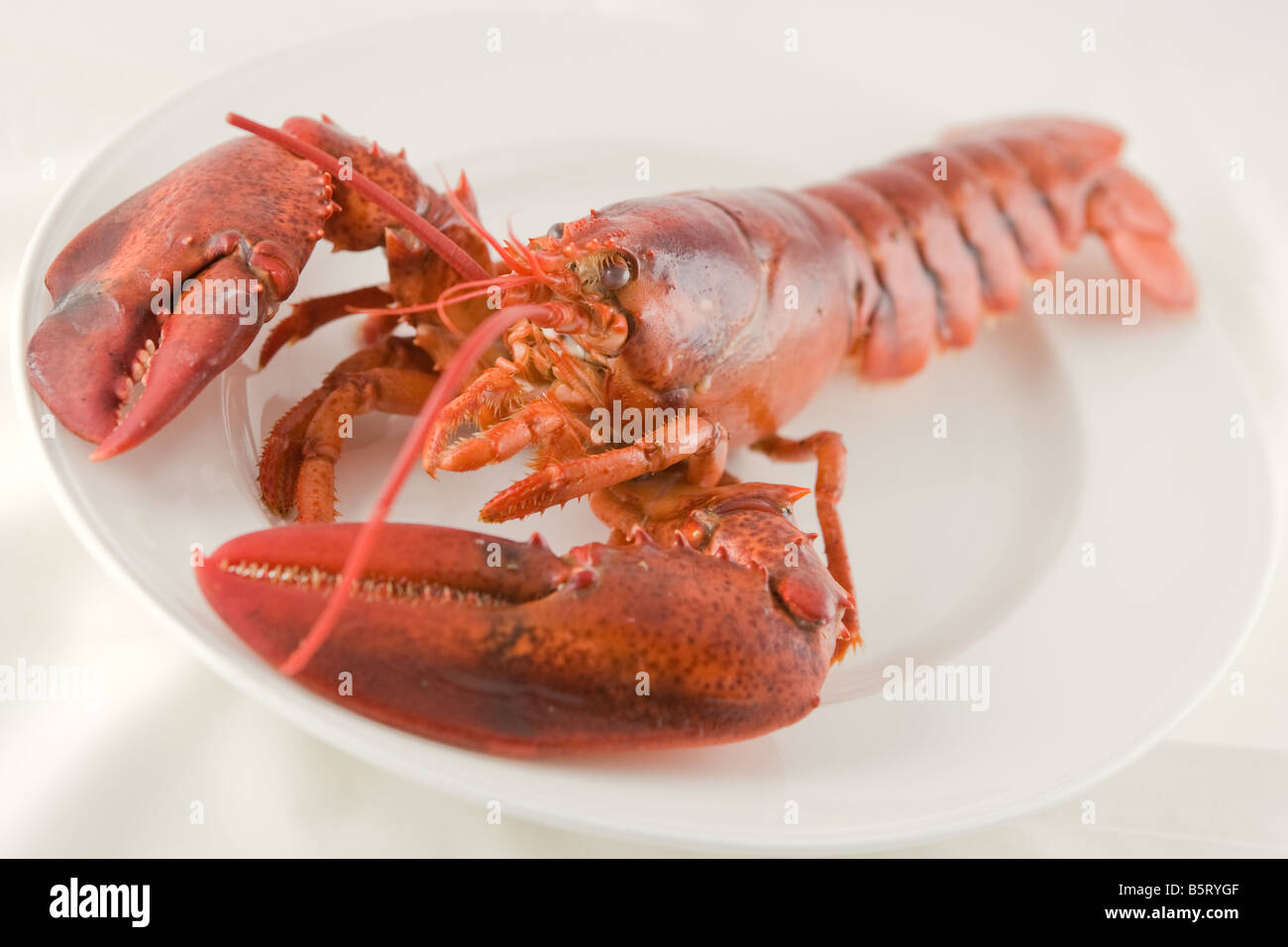 Fresh lobster served up ready to eat Stock Photo - Alamy