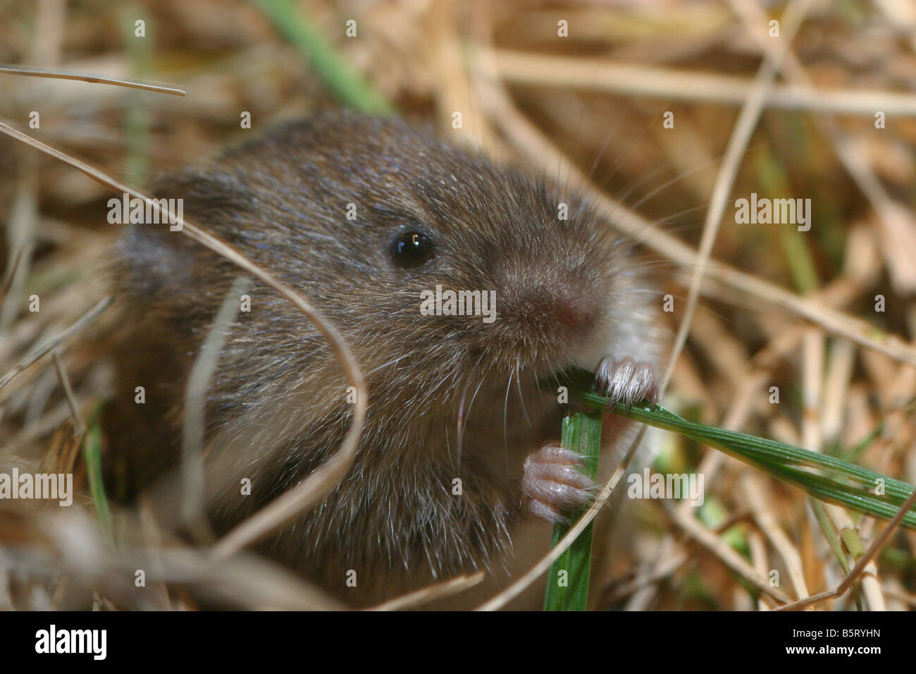 Common Vole or Field Vole Microtus arvalis in grassland Stock Photo - Alamy