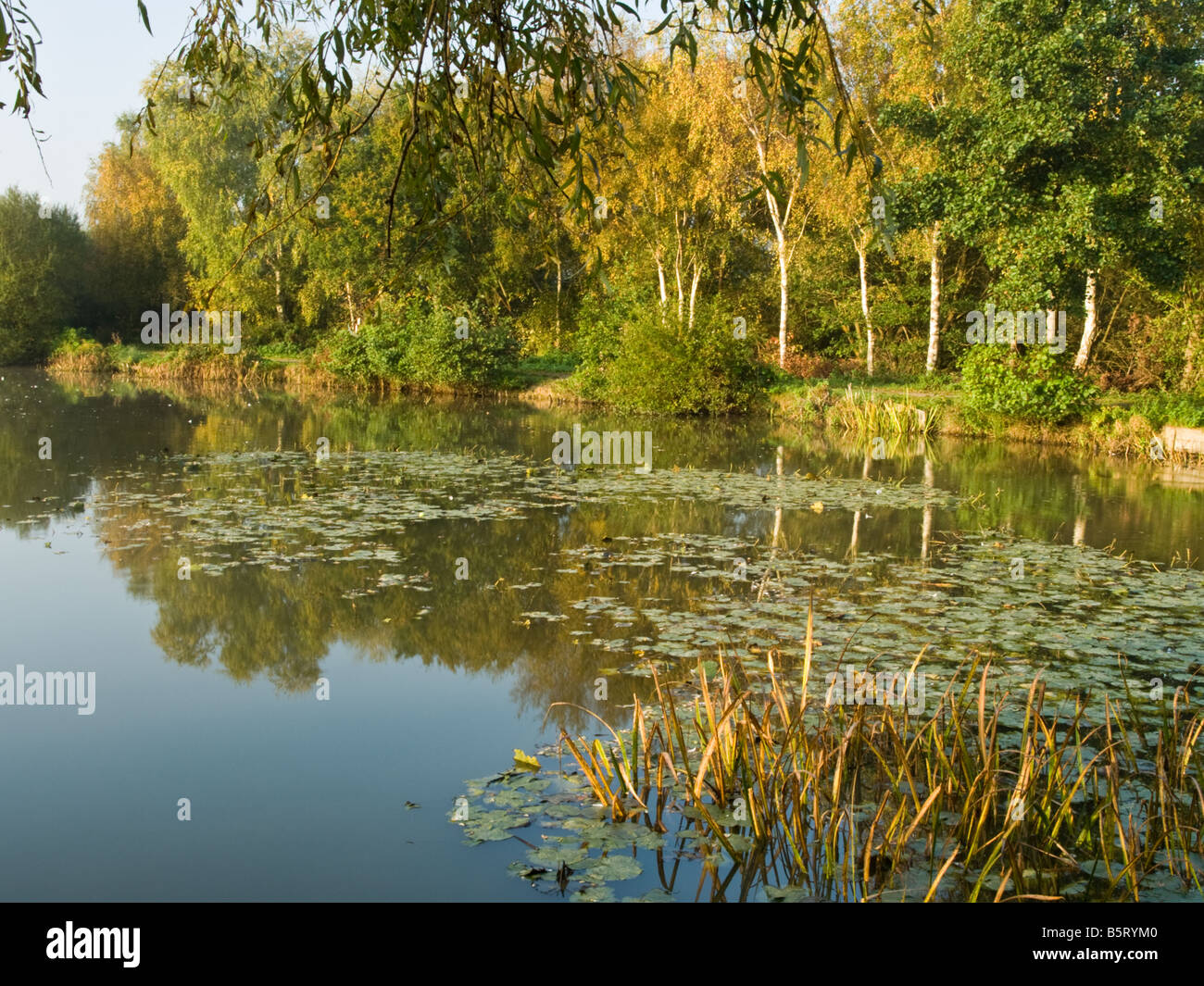 Early light at Ditchling Common Stock Photo - Alamy