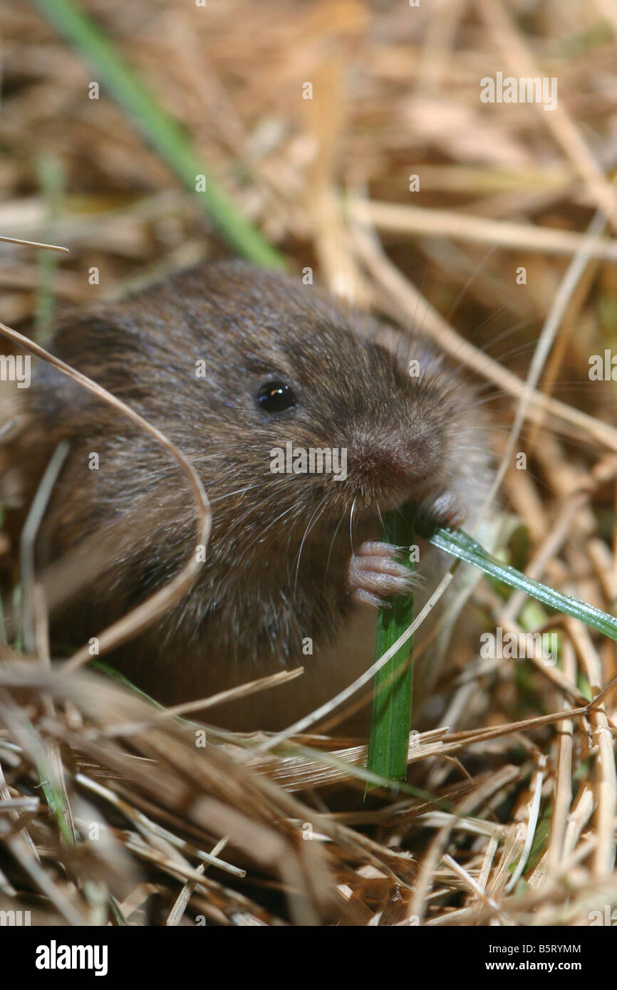 Common Vole or Field Vole Microtus arvalis in grassland Stock Photo - Alamy