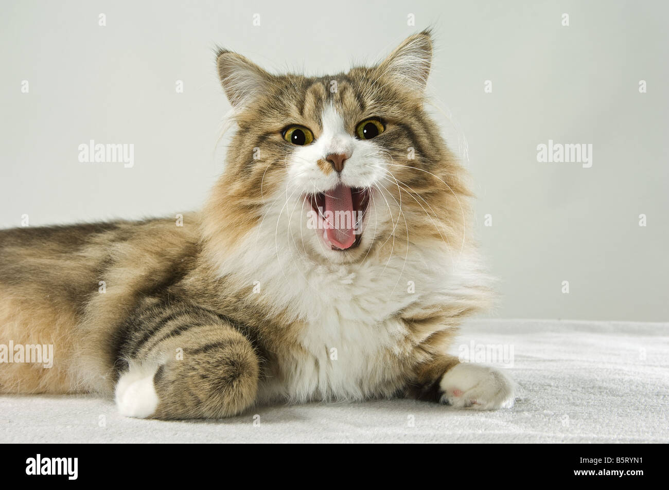 Maine Coon - yawning Stock Photo - Alamy