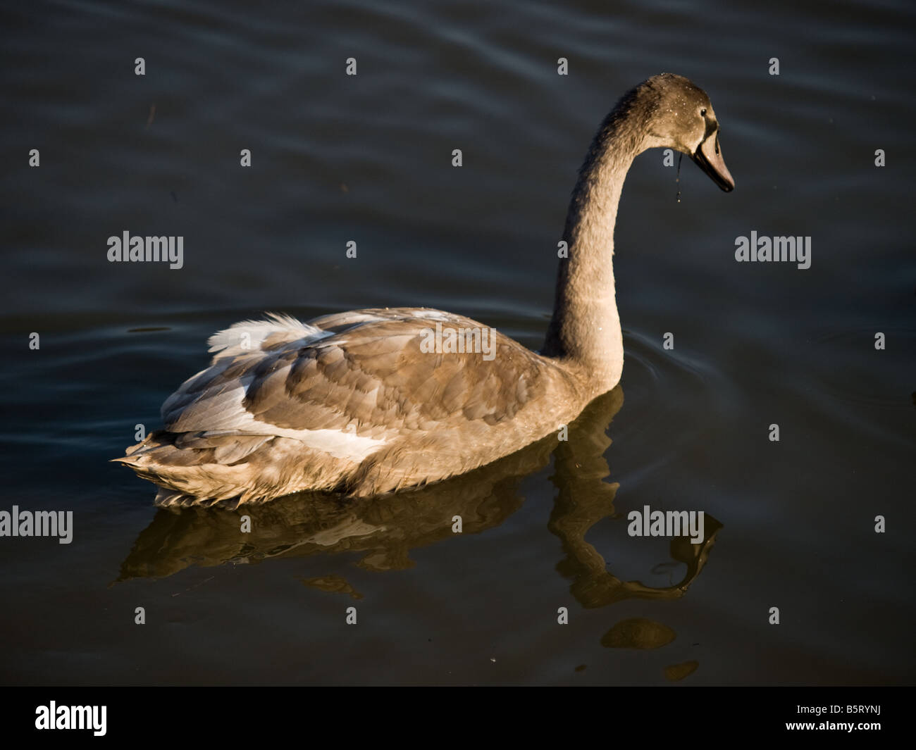 Ditchling common hi-res stock photography and images - Alamy