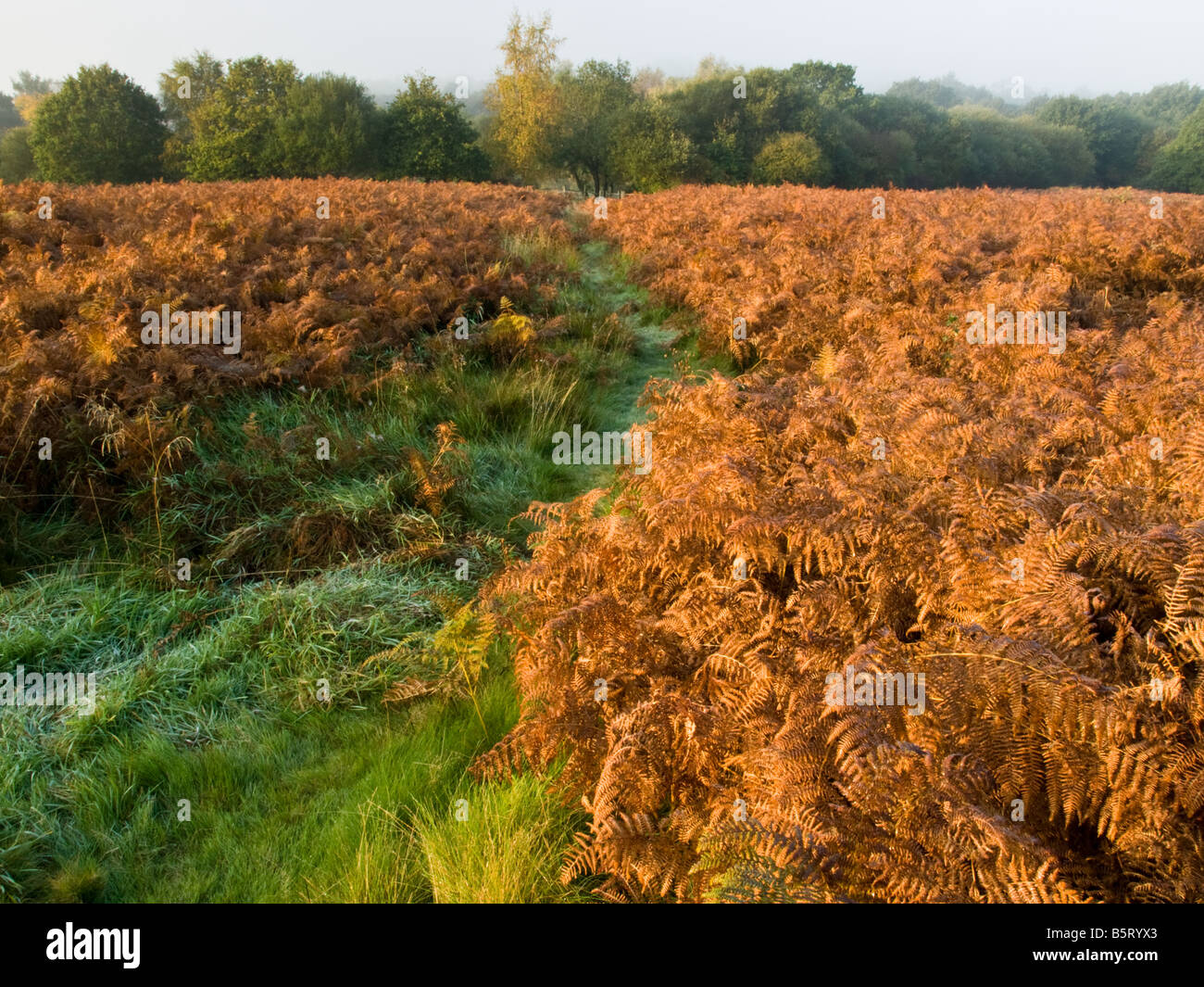 Bracken path hi-res stock photography and images - Alamy
