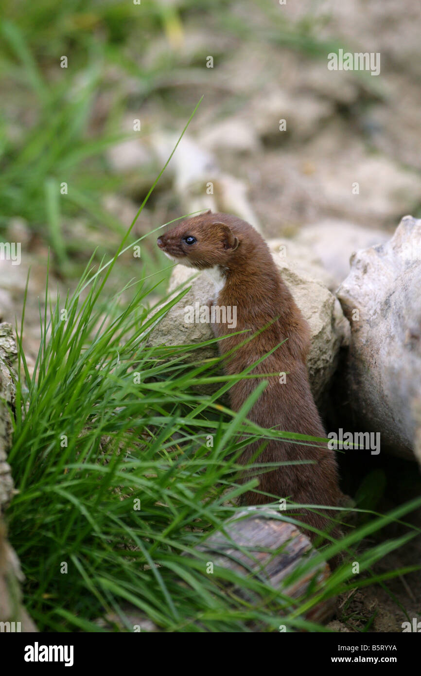 Mustelids hi-res stock photography and images - Alamy