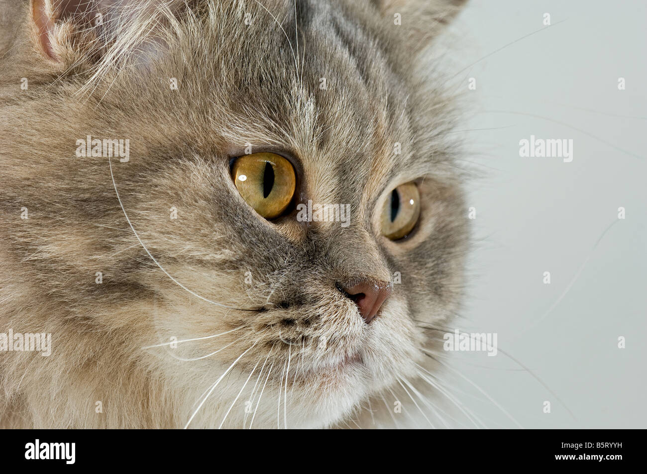 cat - portrait - cut out Stock Photo - Alamy