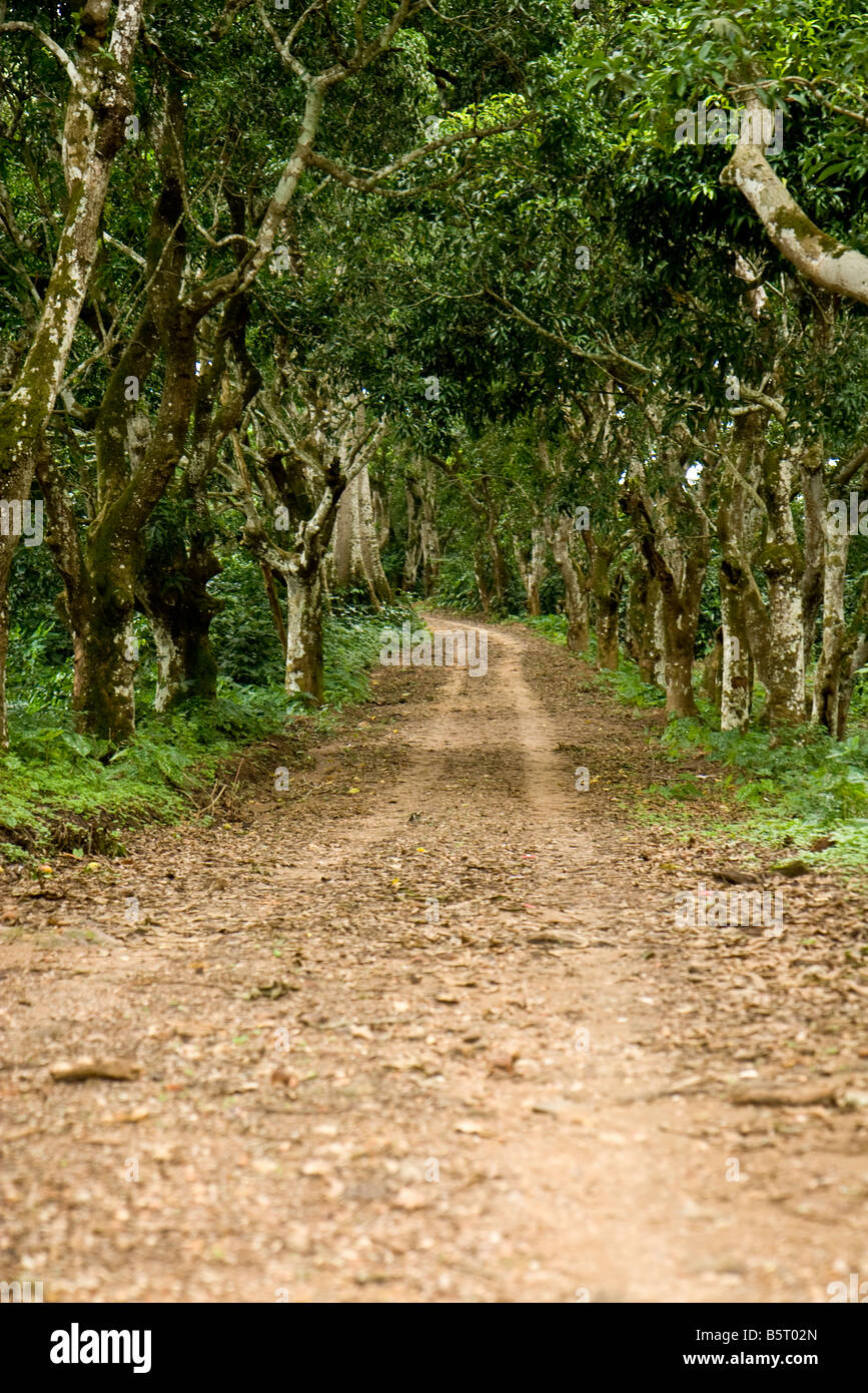 Tree-lined dirt road leading to nowhere in Africa Stock Photo - Alamy