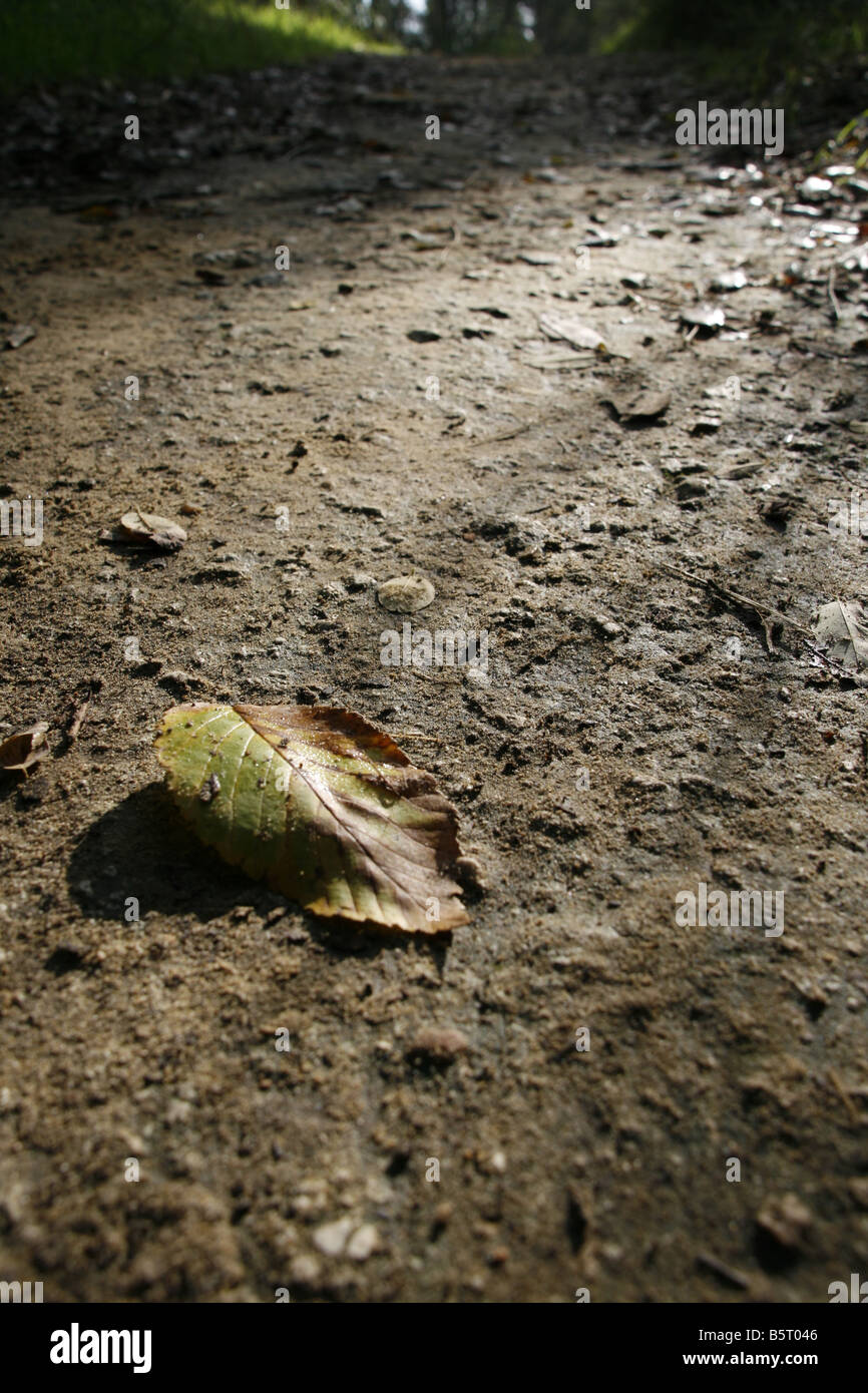 one single fallen leaf on country path surface in sun Stock Photo - Alamy