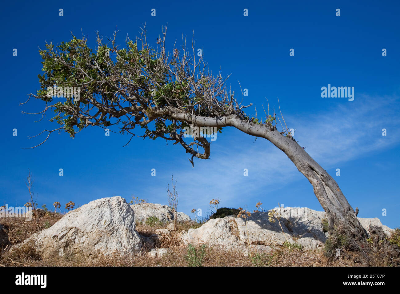 tree created by wind Stock Photo - Alamy