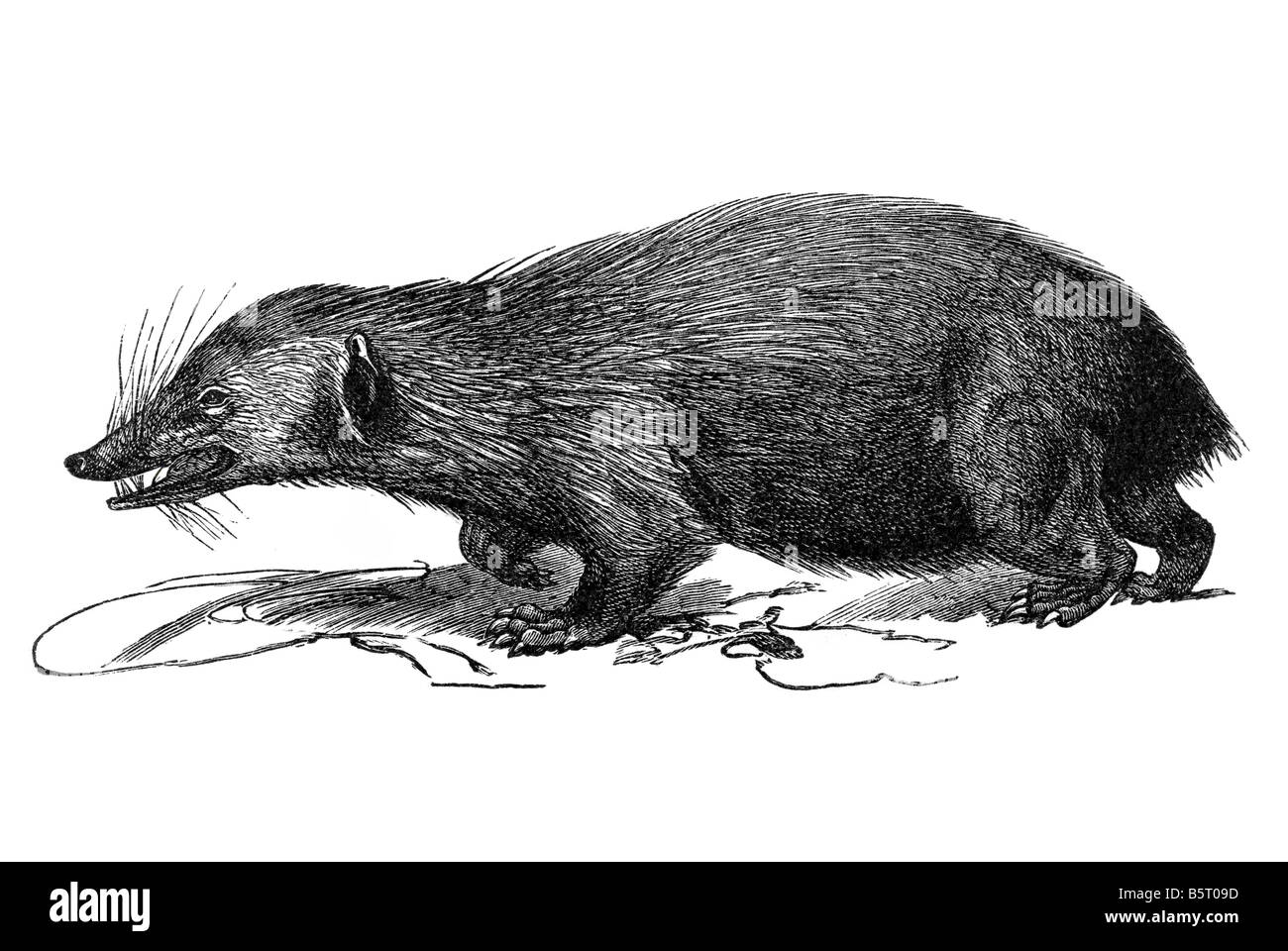 tenrec Insectivora Tenrecidae family of mammals Stock Photo - Alamy