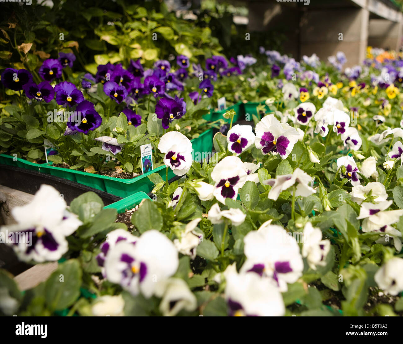 Pansys Stock Photos & Pansys Stock Images - Alamy