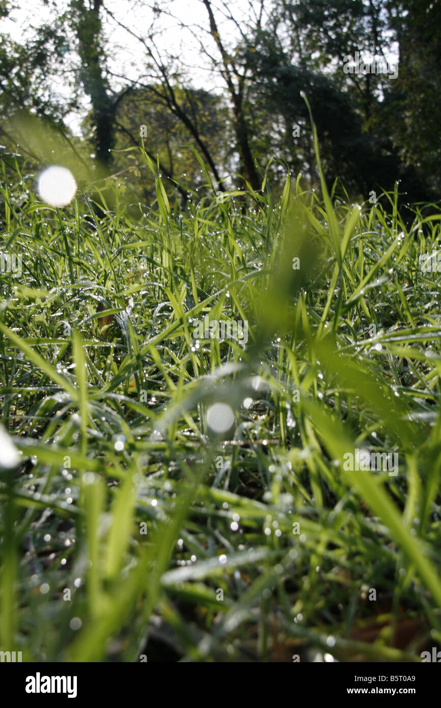 long grass covered with dew in field in country Stock Photo - Alamy