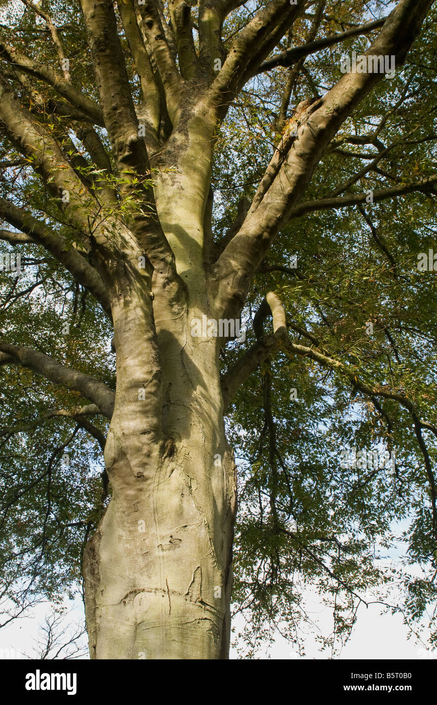 Large Beech Tree High Resolution Stock Photography and Images - Alamy