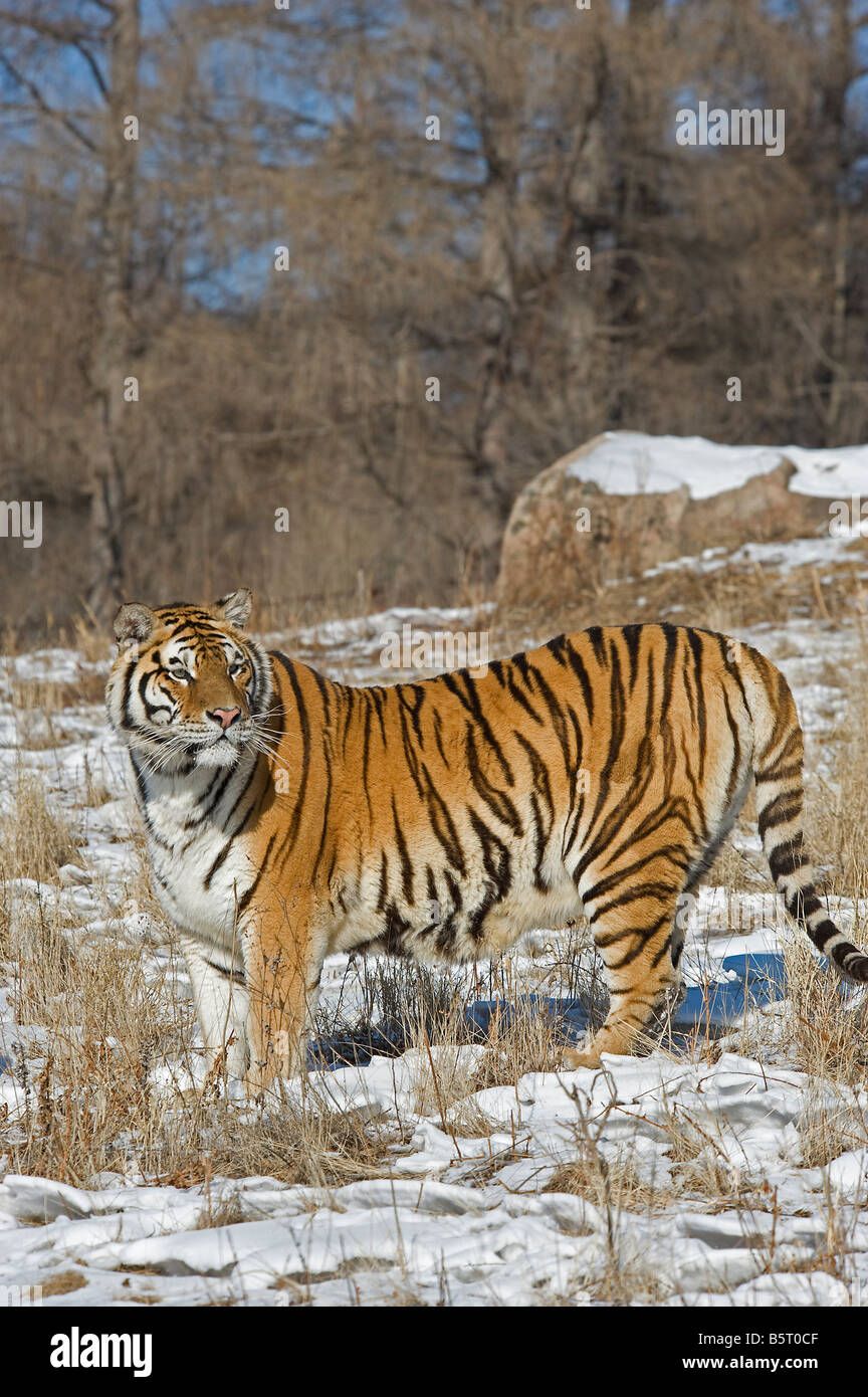 Amur of Siberian tiger Panthera tigris altaica in winter in ...
