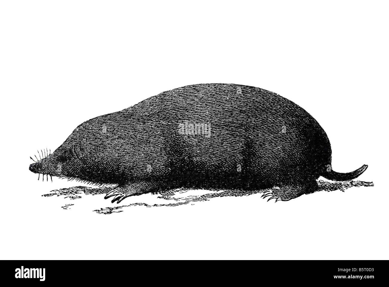 mole Insectivora family Talpidae subterranean animals Stock Photo - Alamy