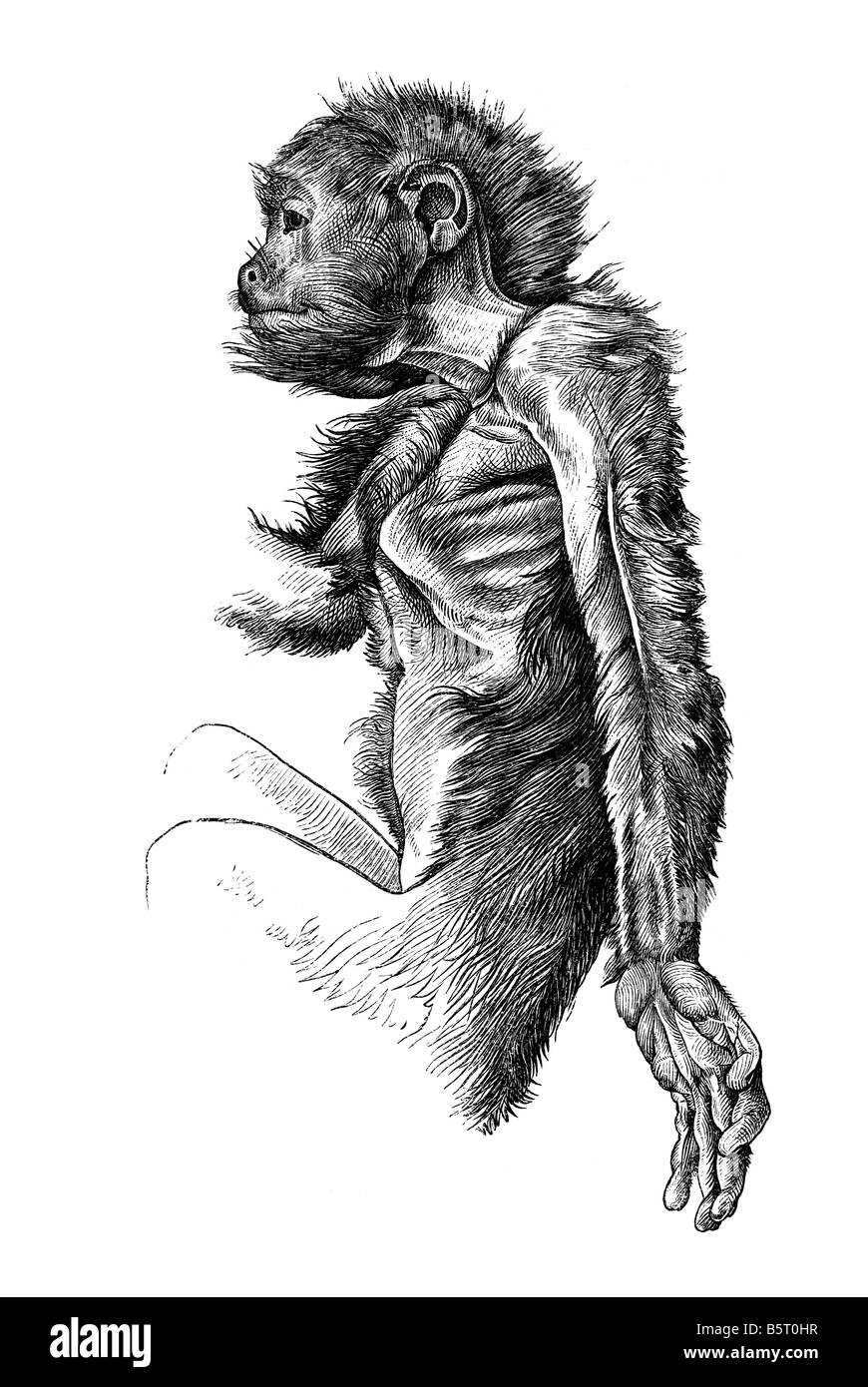 Black bearded saki Cut Out Stock Images & Pictures - Alamy