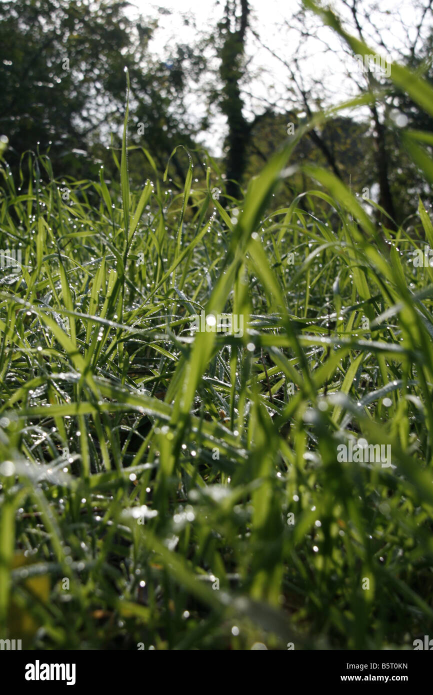 long grass covered with dew in field in country Stock Photo - Alamy
