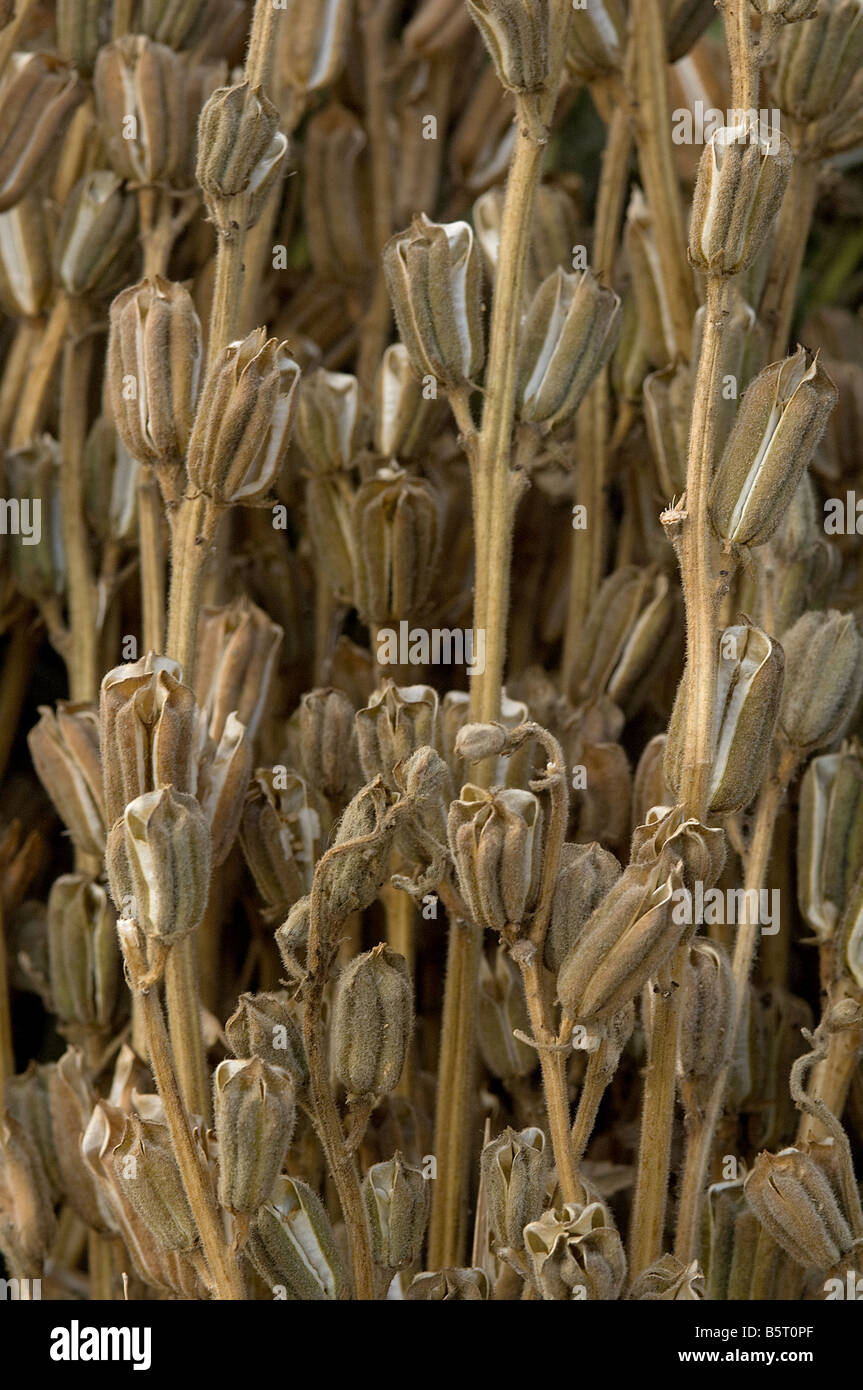 Sesame stems with dried dehisced seedpods Sesamum indicum China Stock ...