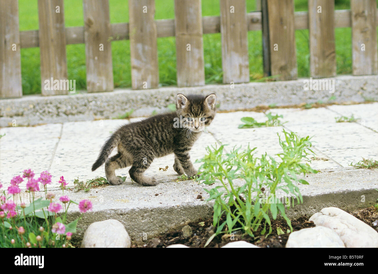 kitten - standing Stock Photo - Alamy