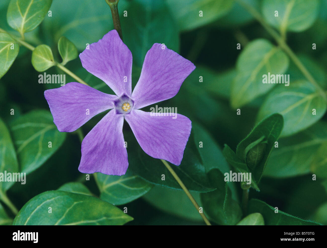 Greater periwinkle Vinca major grows in Europe and North Africa Stock ...