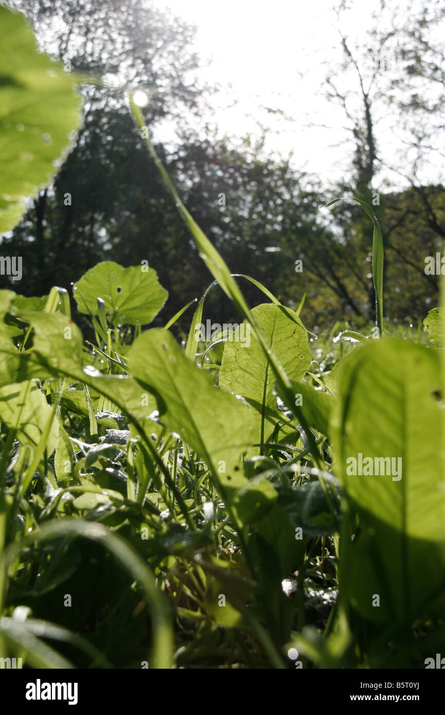 long grass covered with dew in field in country Stock Photo - Alamy