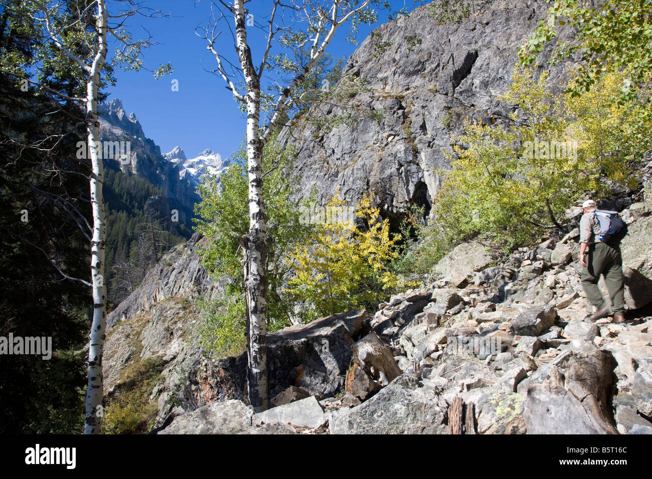Teton Mountains framed with Aspen Trees, Cascade Canyon, Grand Teton ...