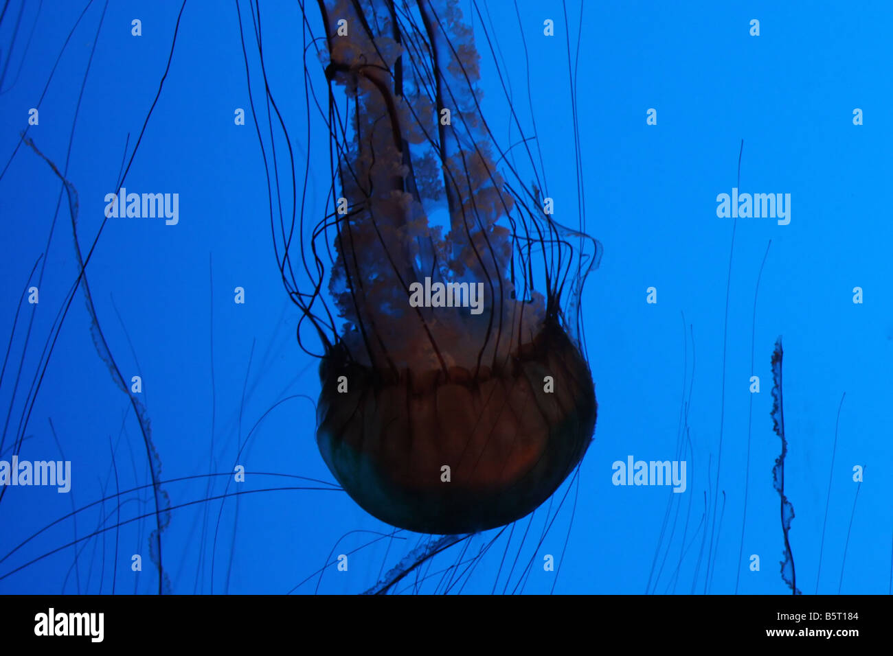 Spineless fish hi-res stock photography and images - Alamy