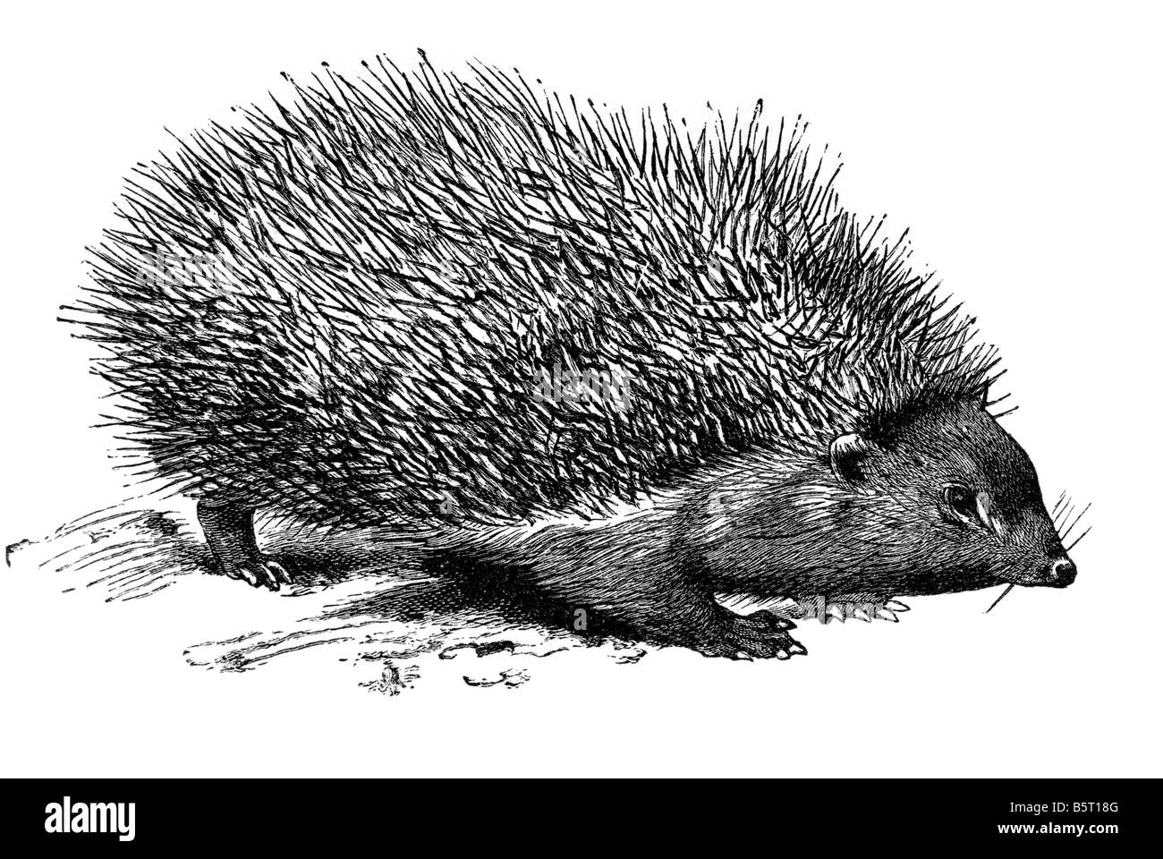 hedgehog Insectivora family Erinaceidae order Erinaceomorpha Stock ...