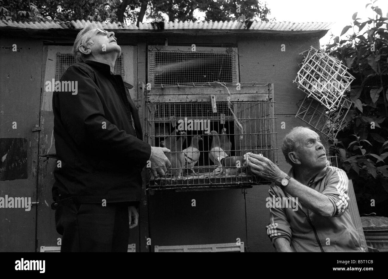 Pigeon racing in the UK. Working class sport Stock Photo - Alamy