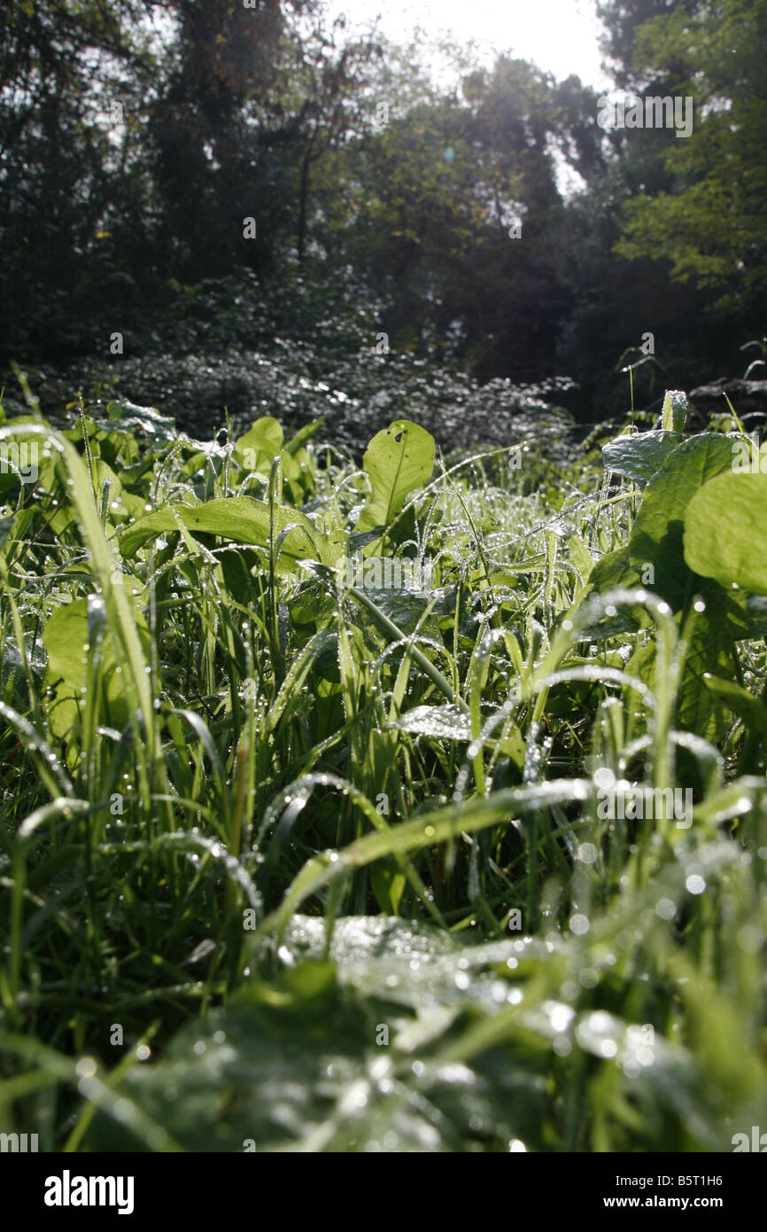 long grass covered with dew in field in country Stock Photo - Alamy