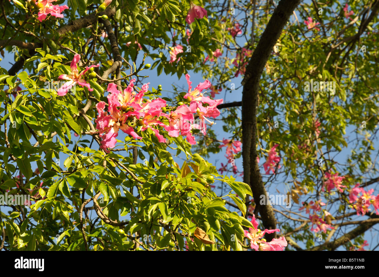 Chorisia (Ceiba) speciosa in flower Stock Photo - Alamy