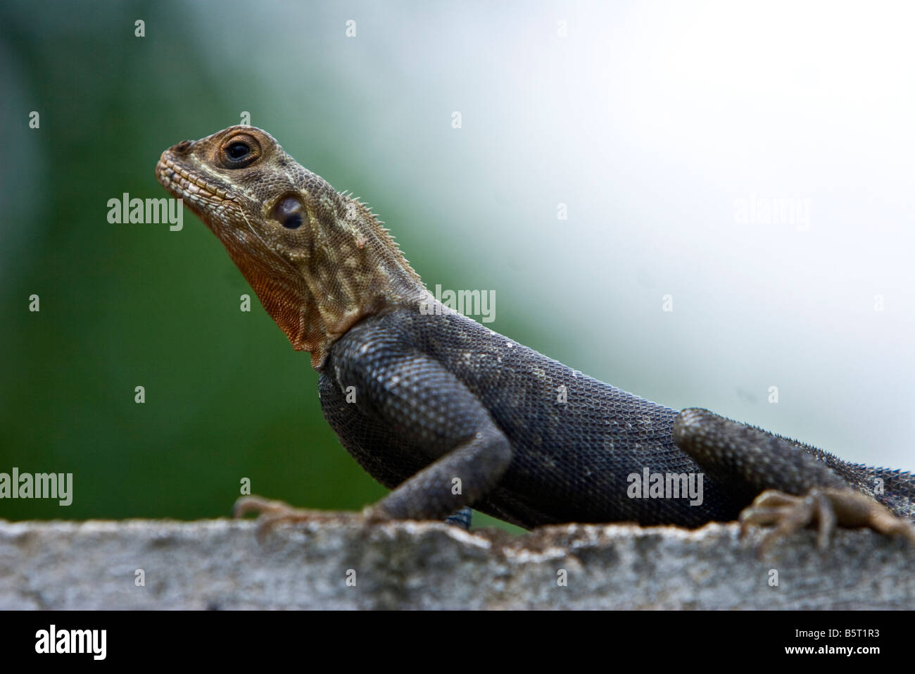 A West African Lizard posing Stock Photo - Alamy