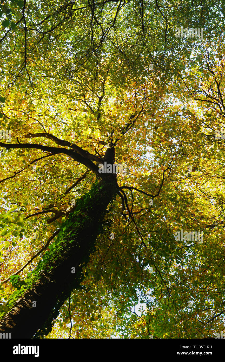 Strong diagonal hi-res stock photography and images - Alamy