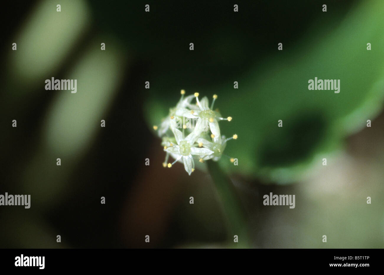 Flower of floating pennywort Hydrocotyle ranunculoides an invasive ...