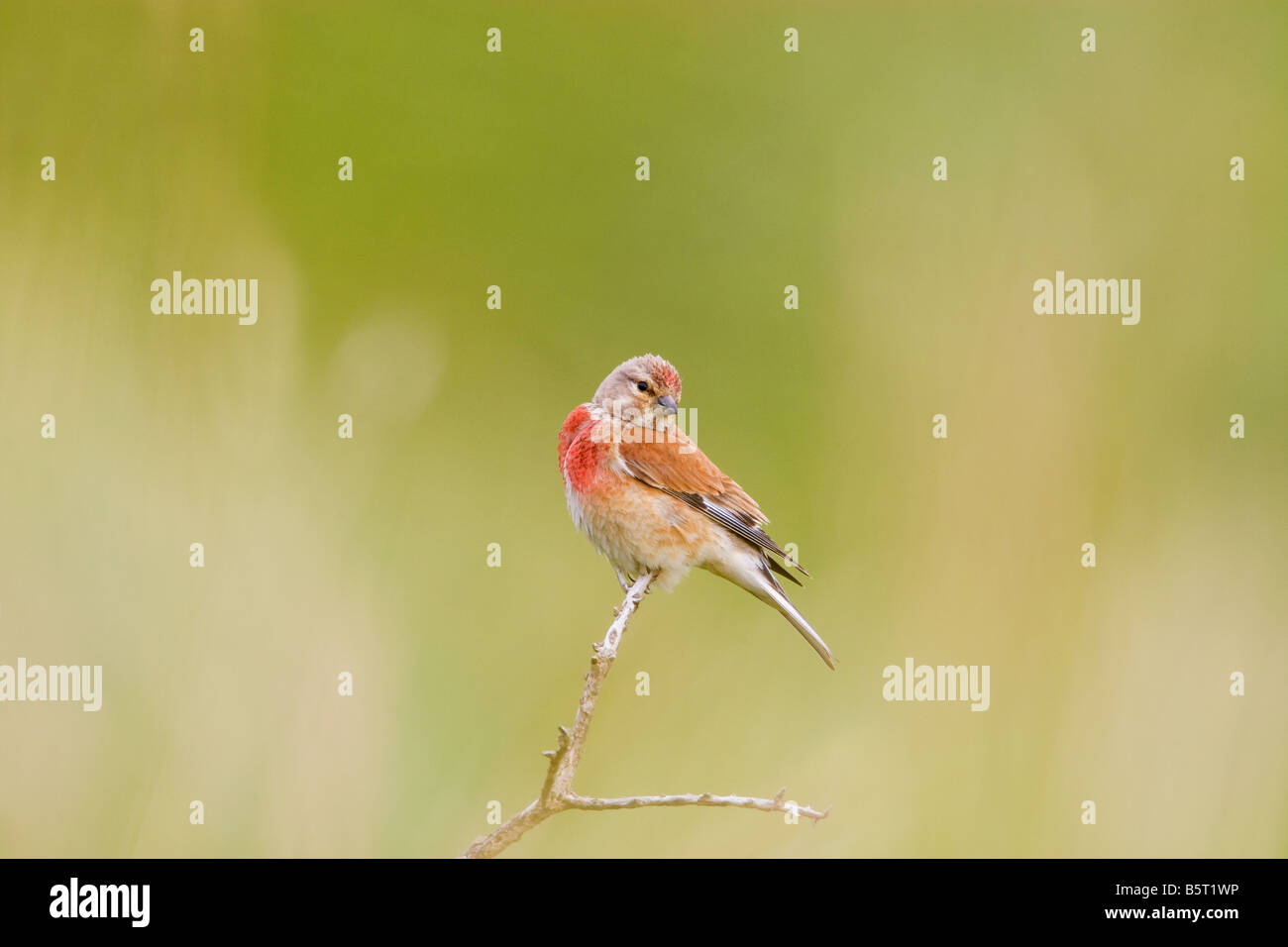 Linnet uk uk hi-res stock photography and images - Alamy