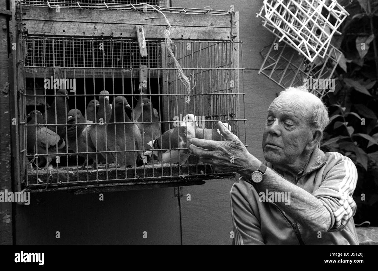 Pigeon racing in the UK. Working class sport Stock Photo - Alamy