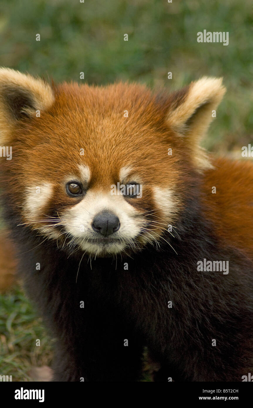 Red or lesser panda Ailurus fulgens styani Wolong Sichuan Province ...