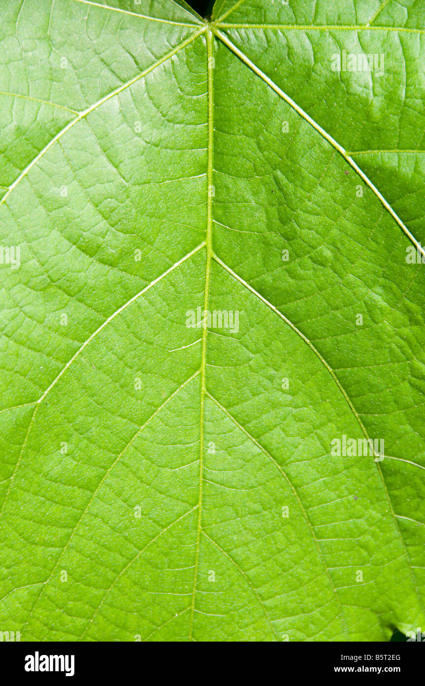 Green leaf, close-up Stock Photo - Alamy