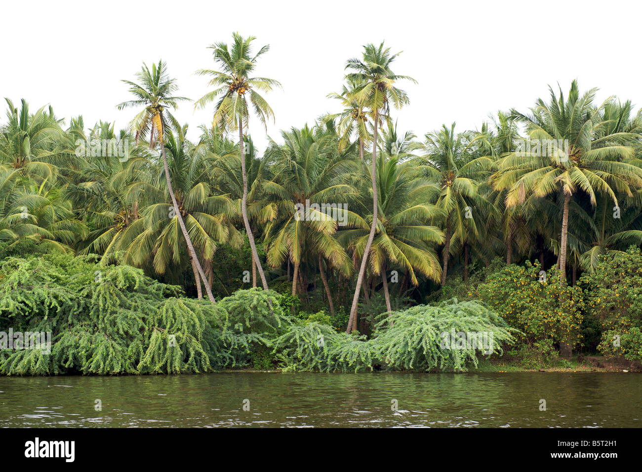 Cunambar river and palm trees near Pondicherry India Stock Photo - Alamy
